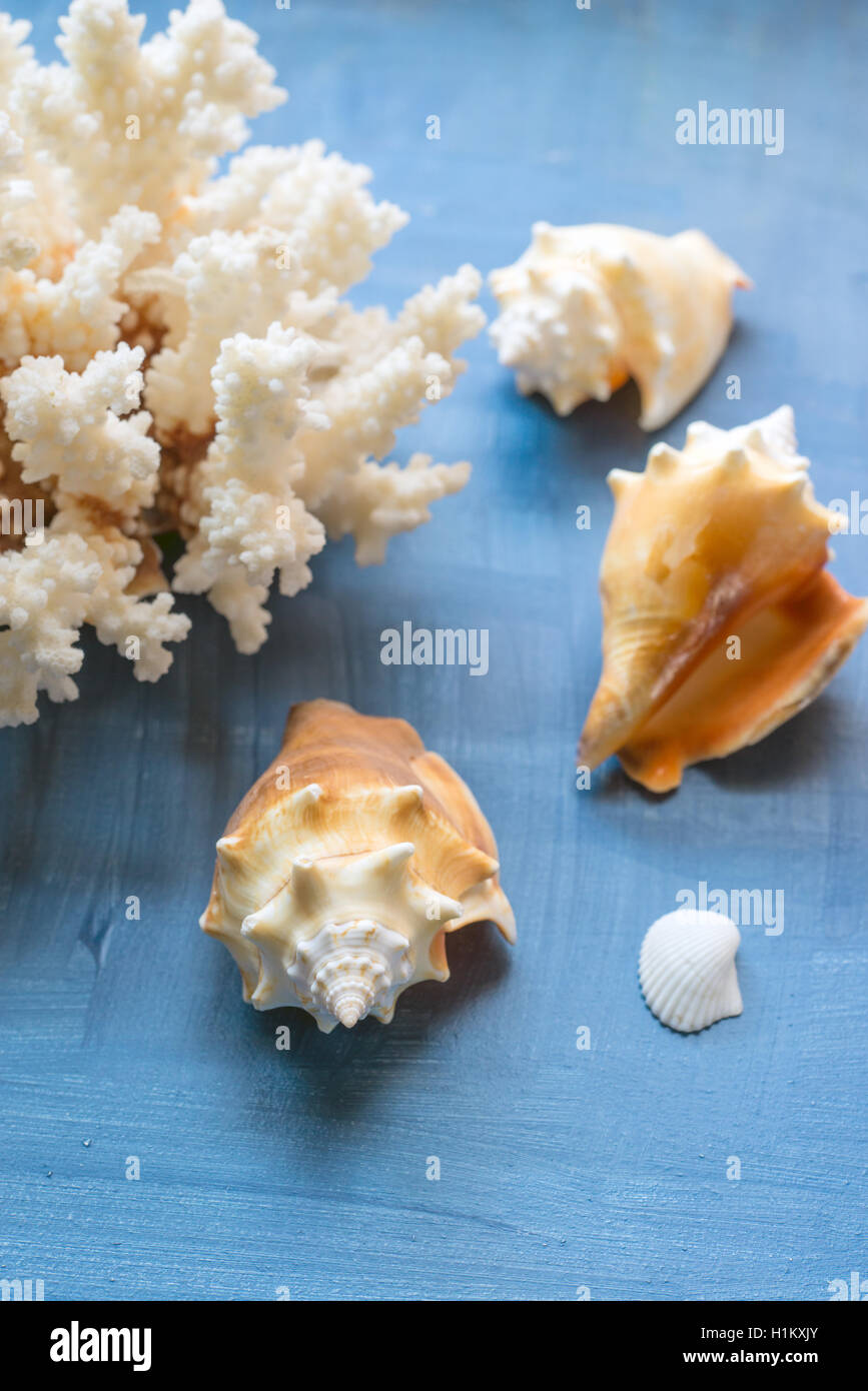 White coral ocean hi-res stock photography and images - Alamy