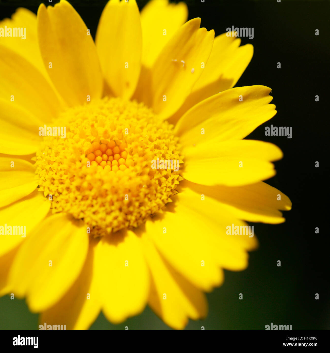 Wild marigold hi-res stock photography and images - Alamy