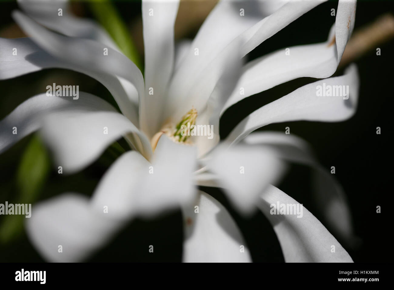the stunning magnolia stellata an early Spring beauty Jane Ann Butler ...