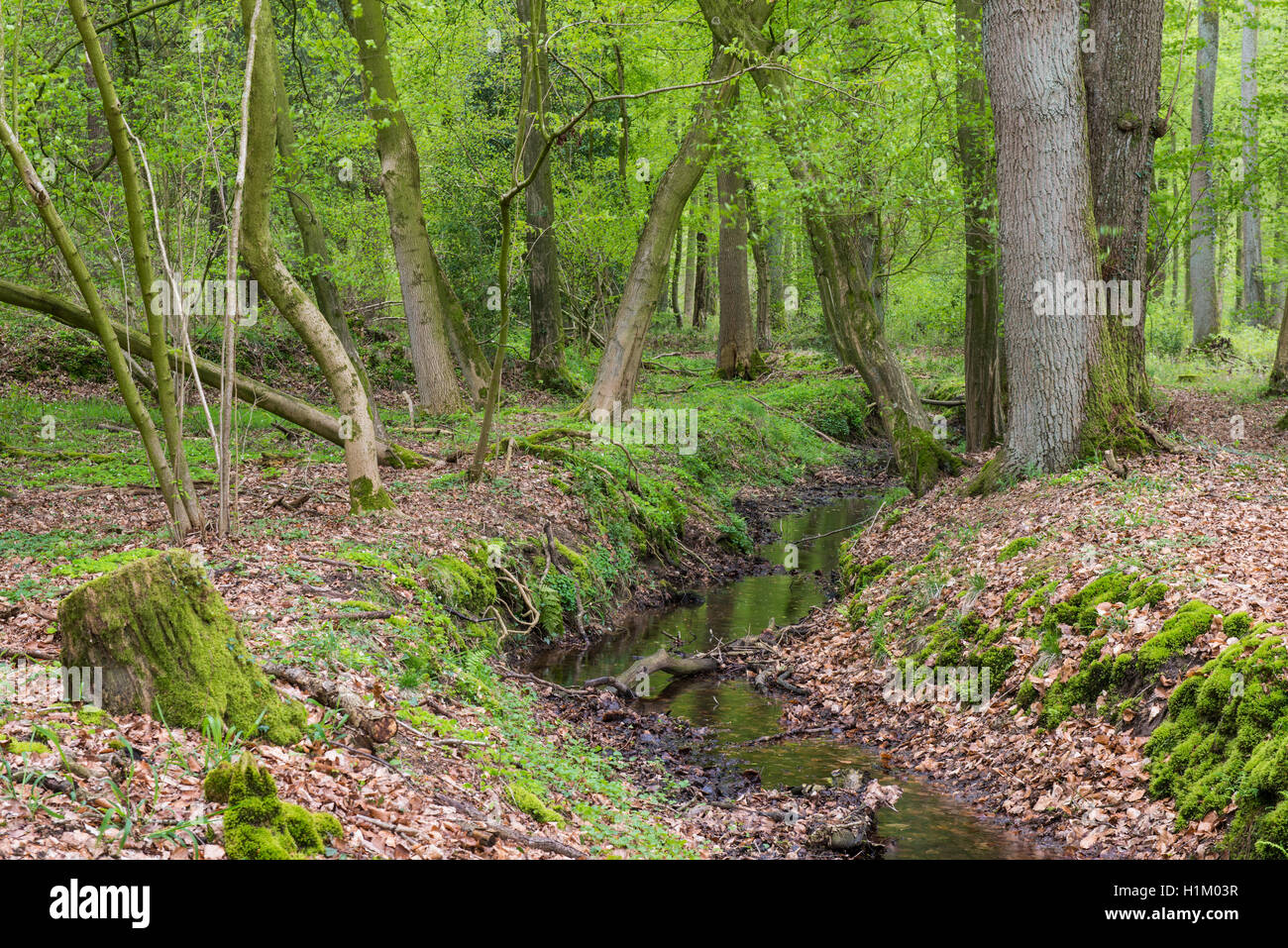 Laubwald hi-res stock photography and images - Alamy