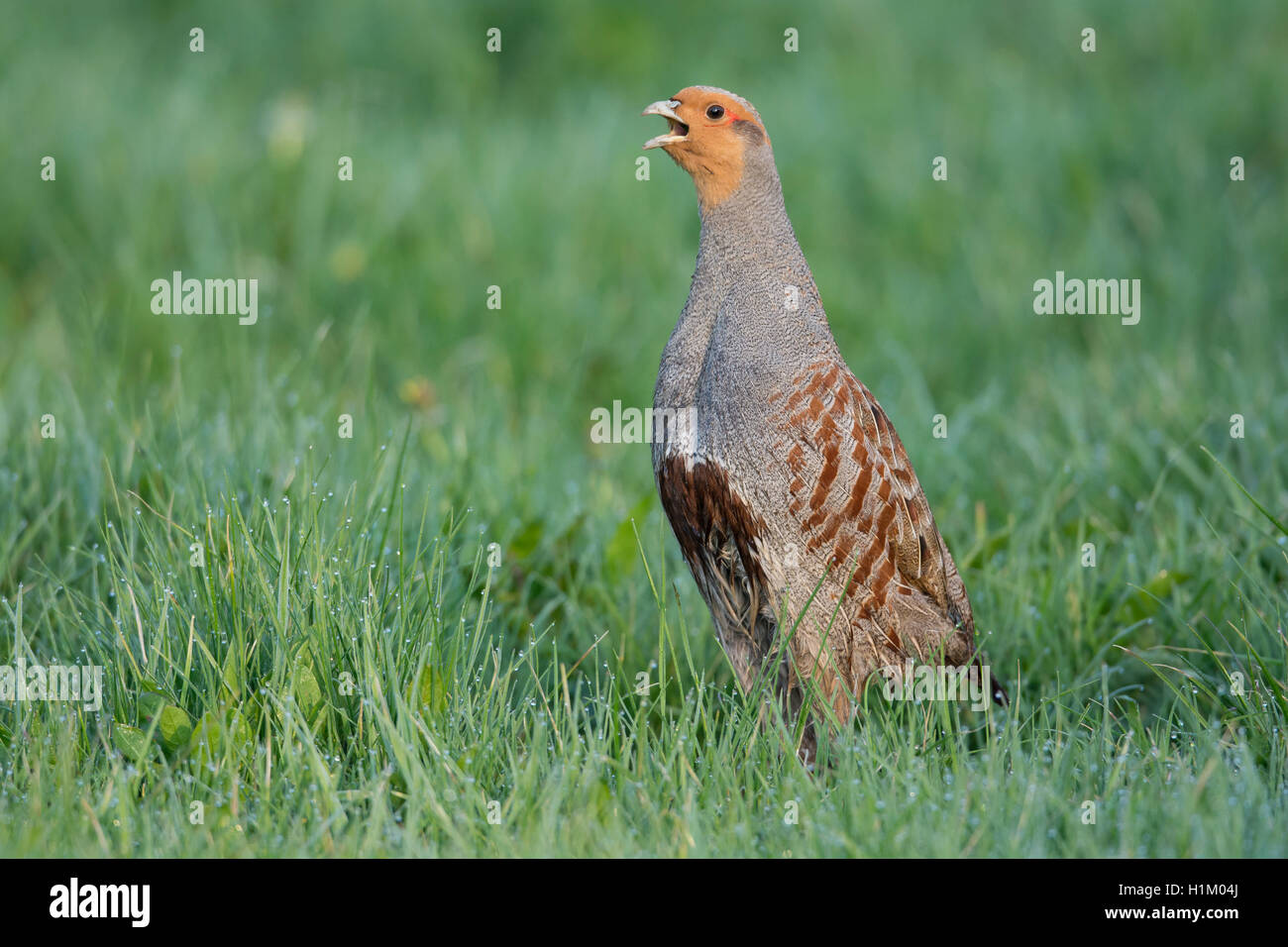 Rebhuhn, maennlich, Niedersachsen, Deutschland (Perdix perdix Stock ...