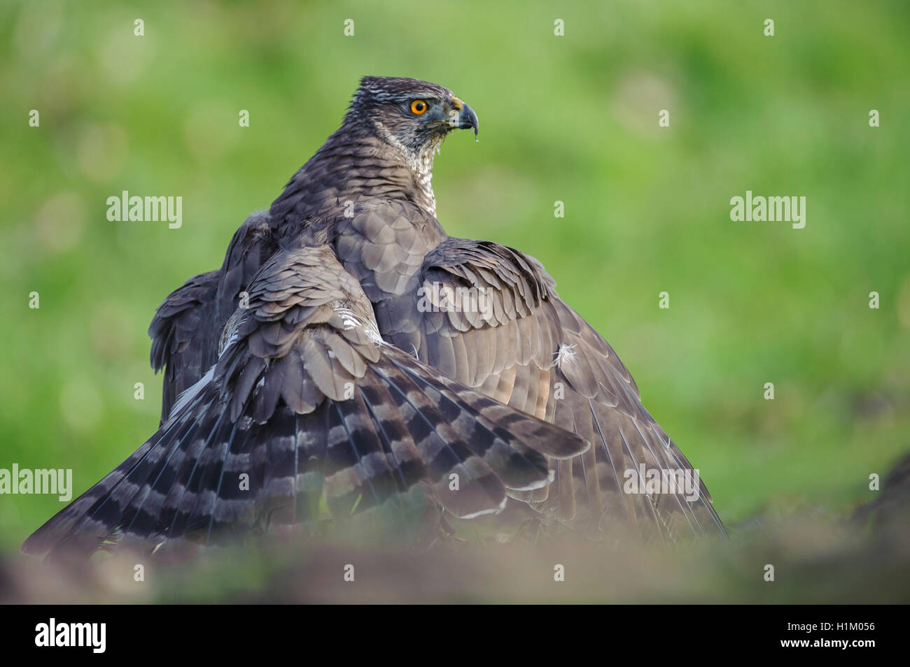 Habicht, Niedersachsen, Deutschland (Accipiter gentilis Stock Photo - Alamy