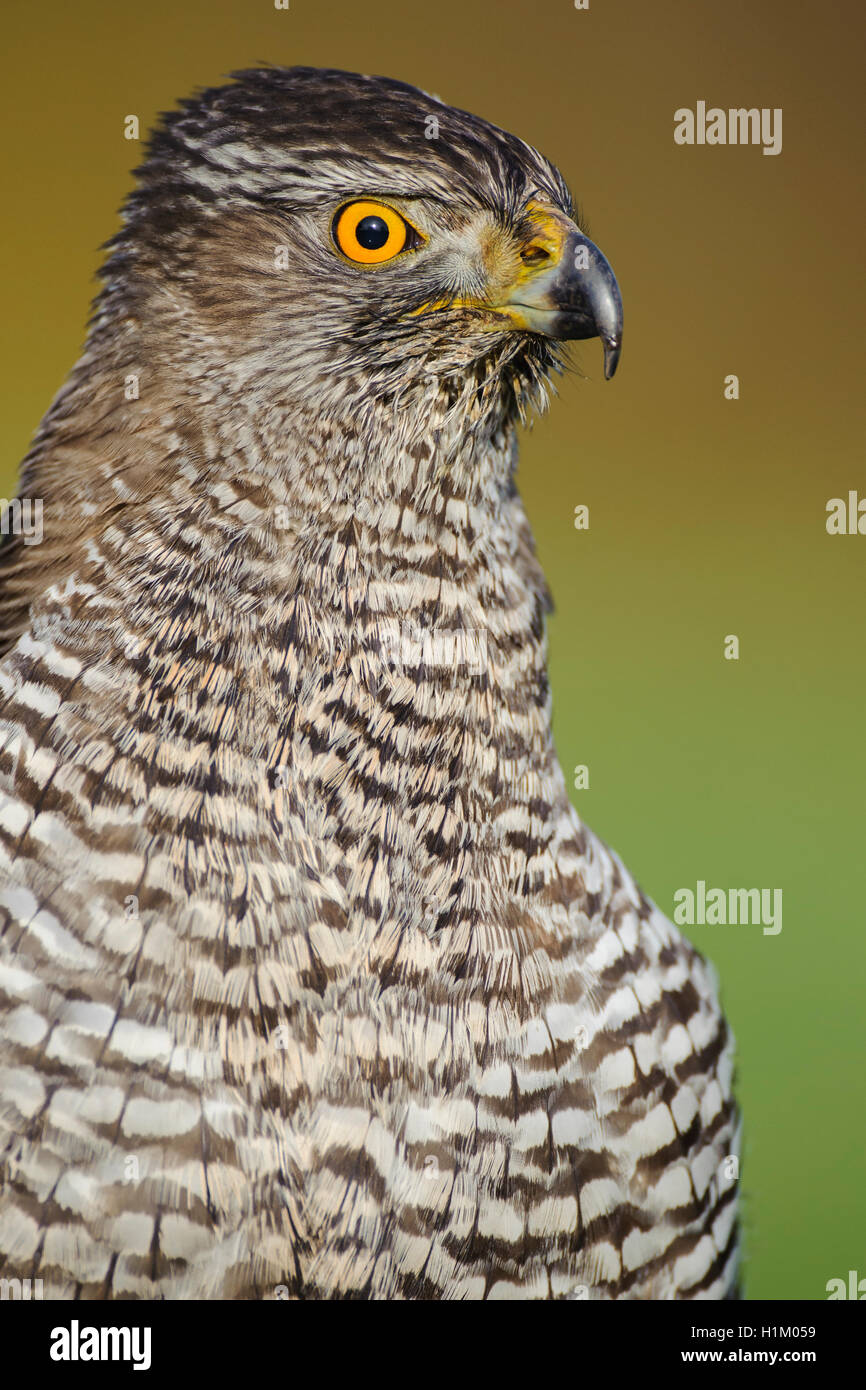 Habicht deutschland hi-res stock photography and images - Alamy