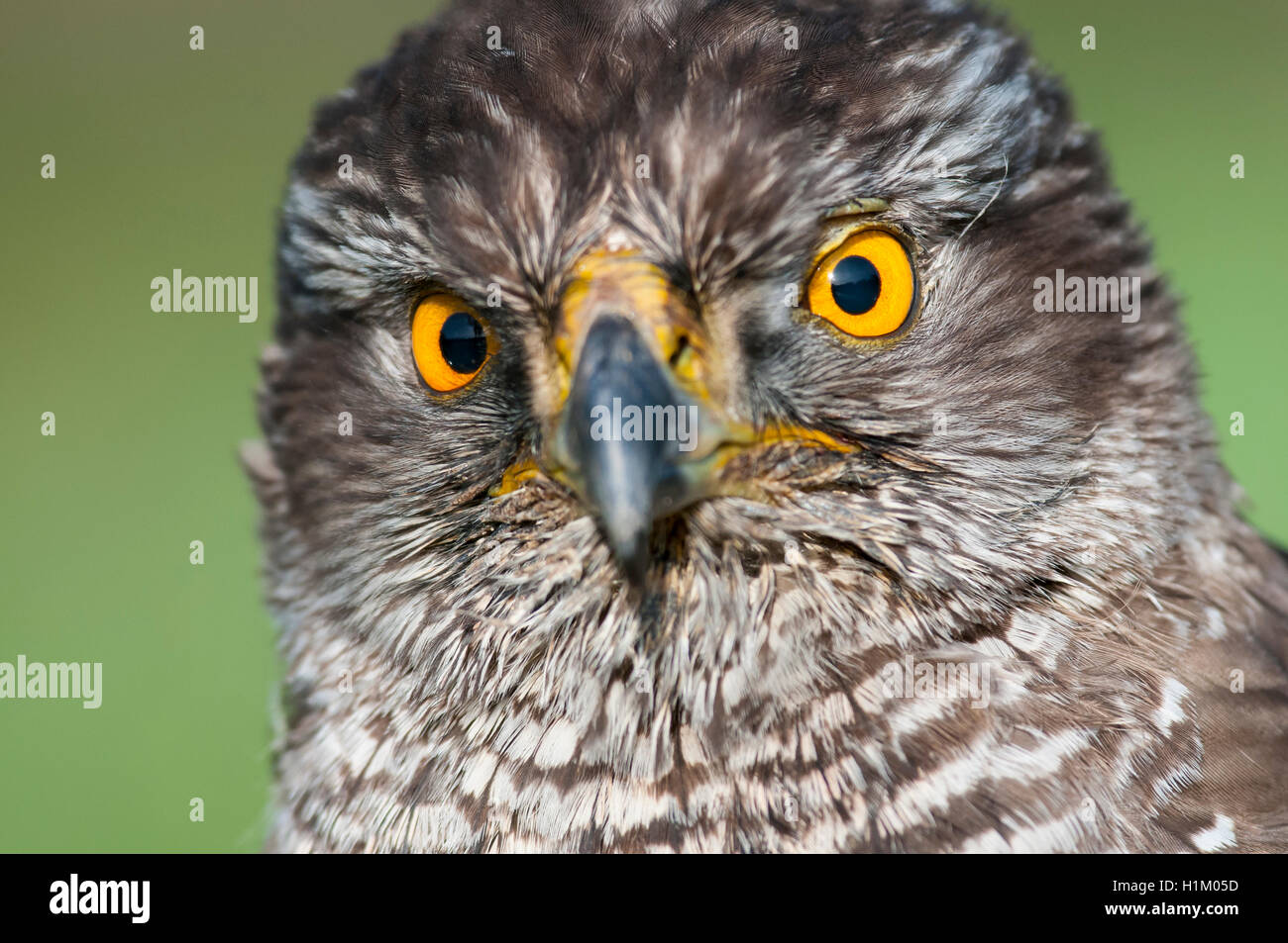 Habicht deutschland hi-res stock photography and images - Alamy
