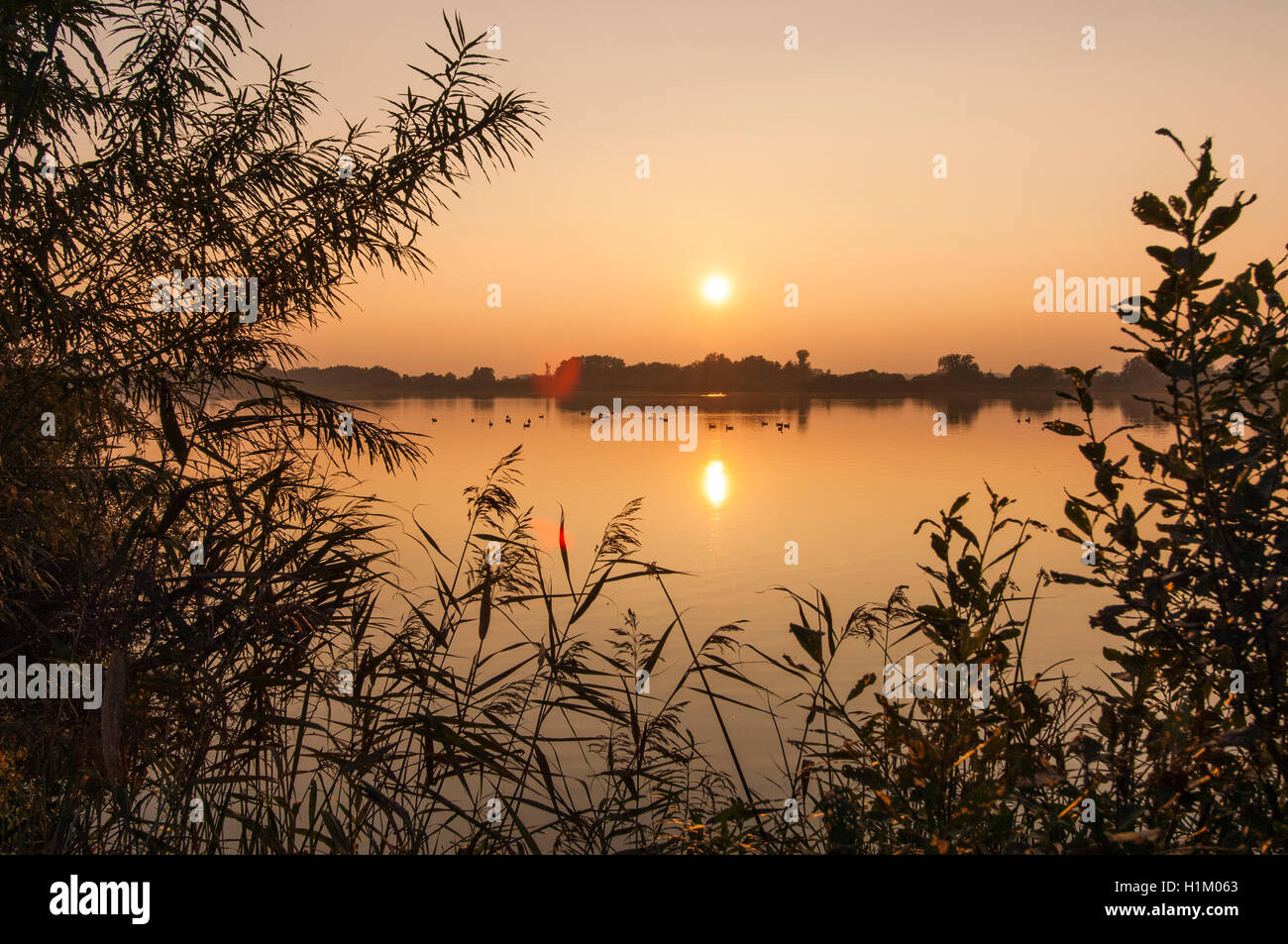 Duemmer See, Lembruch, Niedersachsen, Deutschland Stock Photo - Alamy