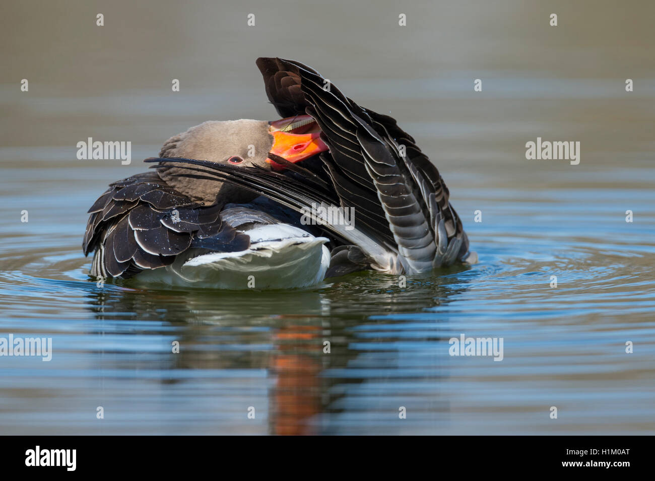 Graugans, Niedersachsen, Deutschland (Anser anser Stock Photo - Alamy