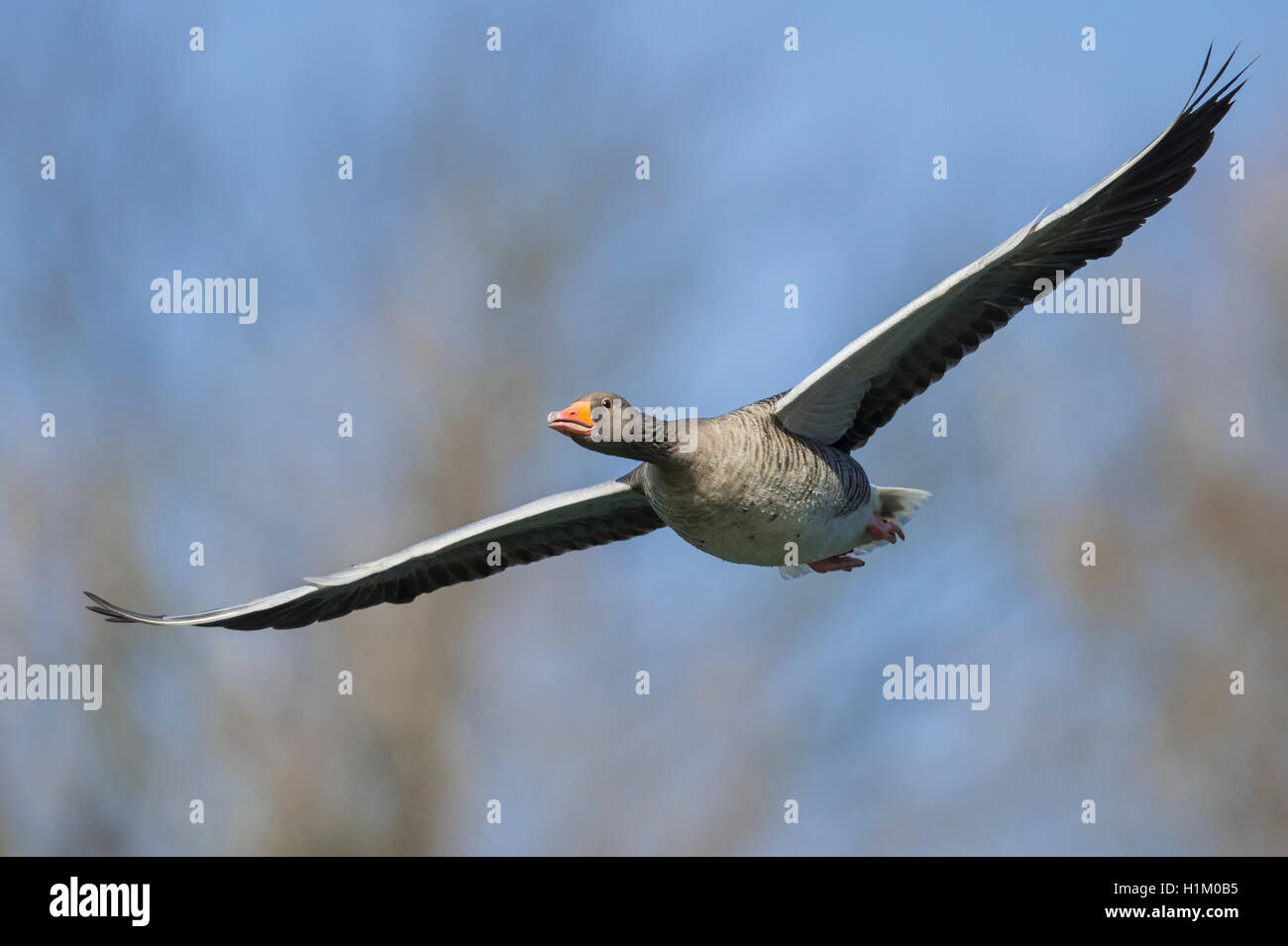 Graugans, Niedersachsen, Deutschland (Anser anser Stock Photo - Alamy