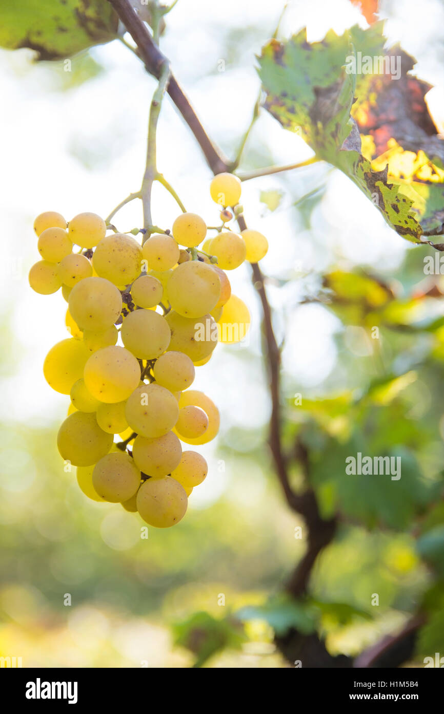 Grapes on branch hi-res stock photography and images - Alamy