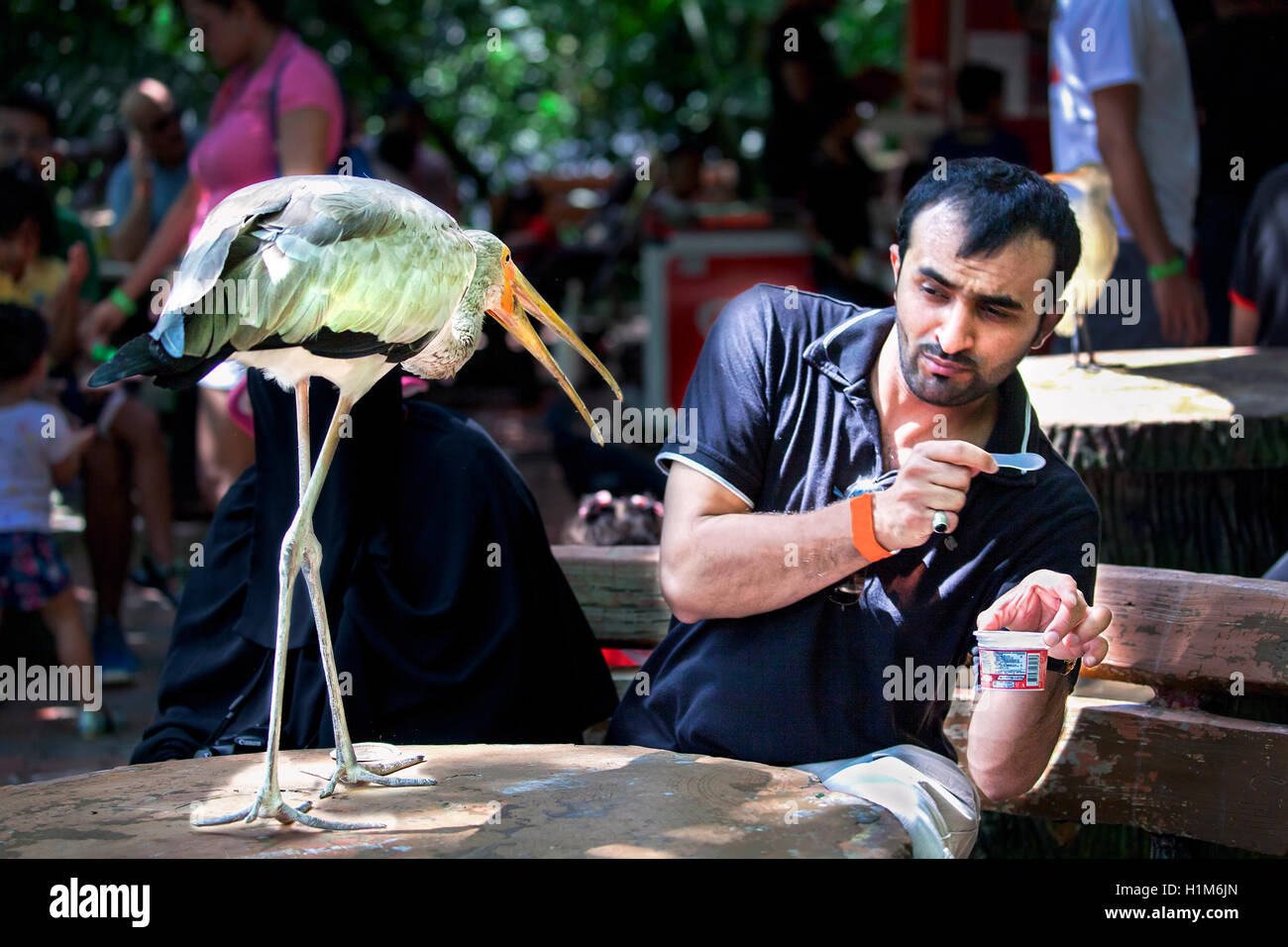 Aggressive Yellow-billed stork trying to steal ice cream from a zoo ...