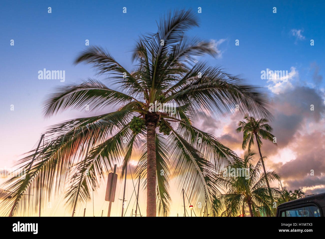Palm tree coconut oahu hi-res stock photography and images - Alamy