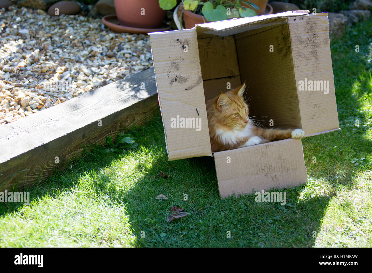 A ginger kitten nestles in a brown cardboard box. A ginger cat in a ...