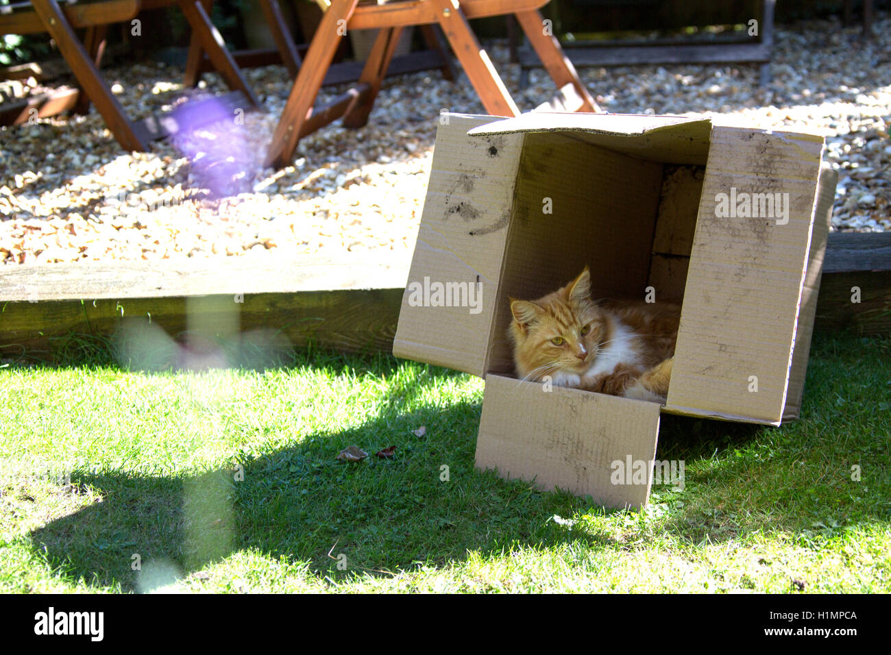A ginger kitten nestles in a brown cardboard box. A ginger cat in a ...