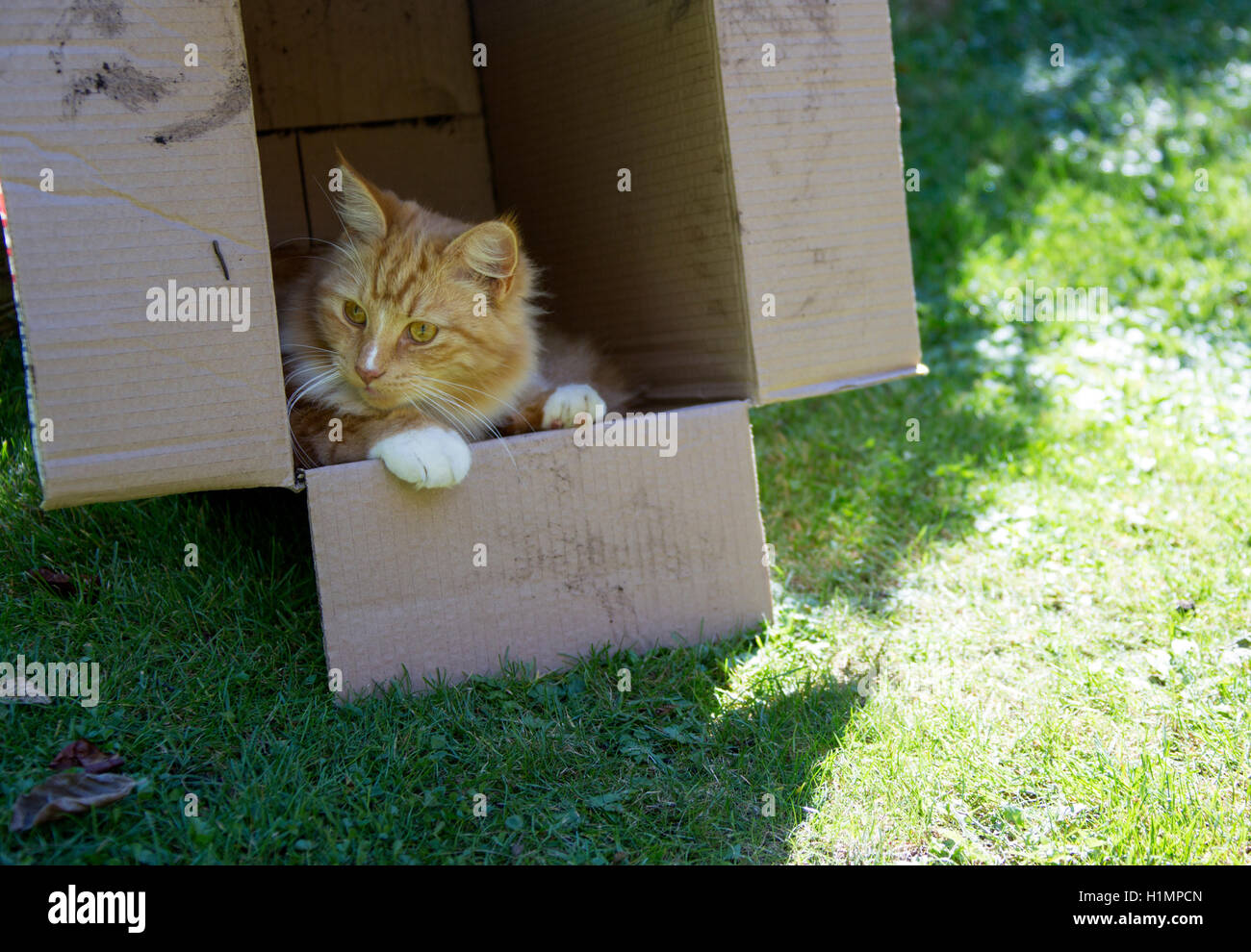 A ginger kitten nestles in a brown cardboard box. A ginger cat in a ...