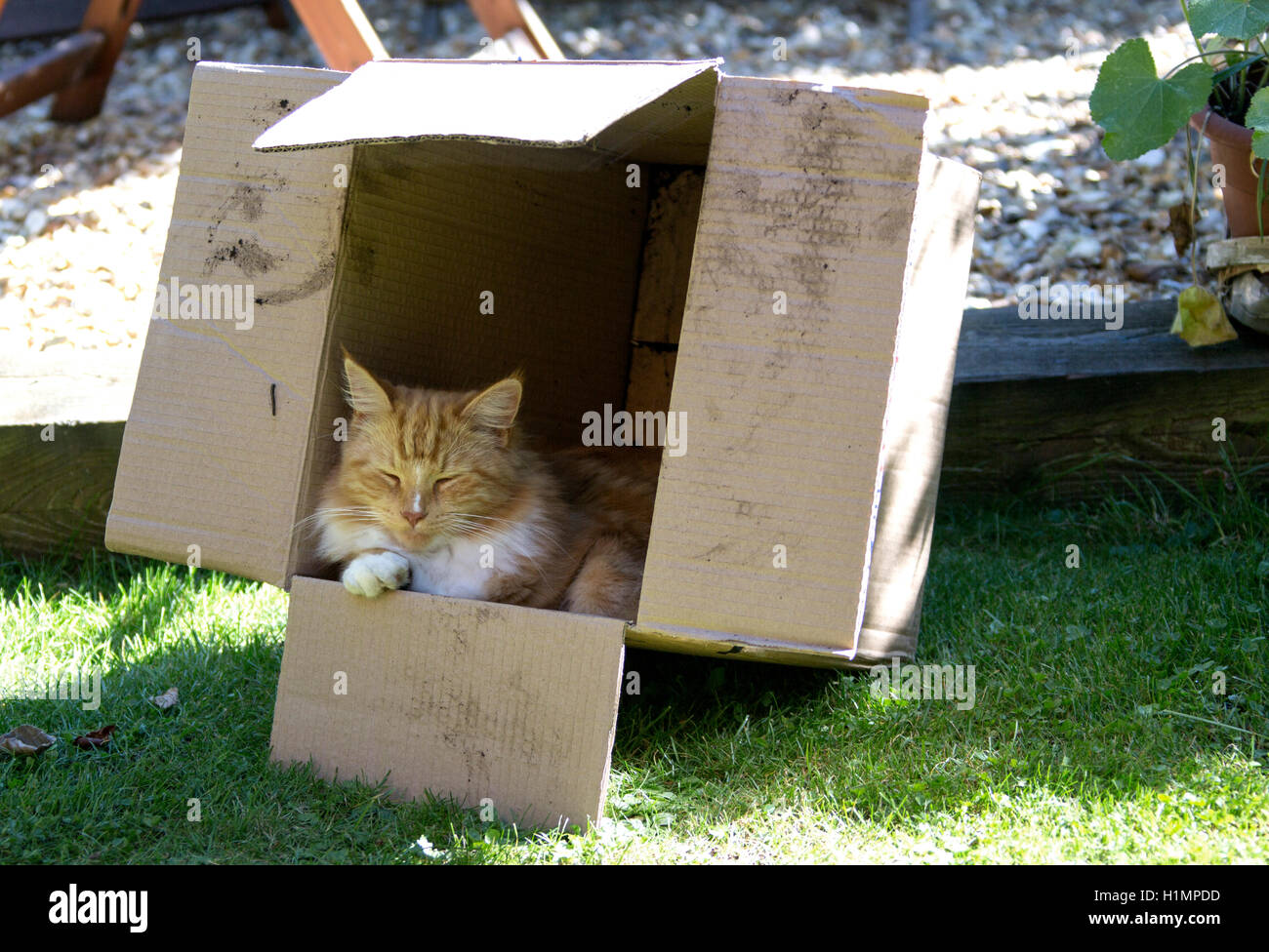 A ginger kitten nestles in a brown cardboard box. A ginger cat in a ...