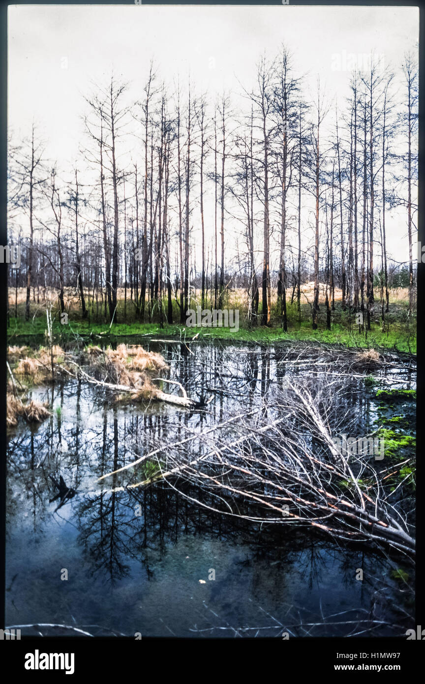 Contaminated and burned forest by radioactivity after the Chernobyl ...