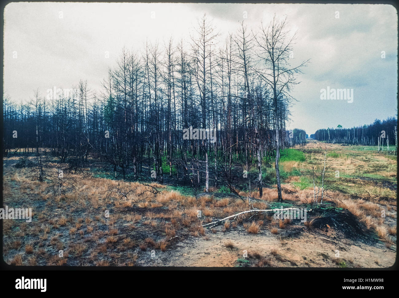 Contaminated and burned forest by radioactivity after the Chernobyl ...