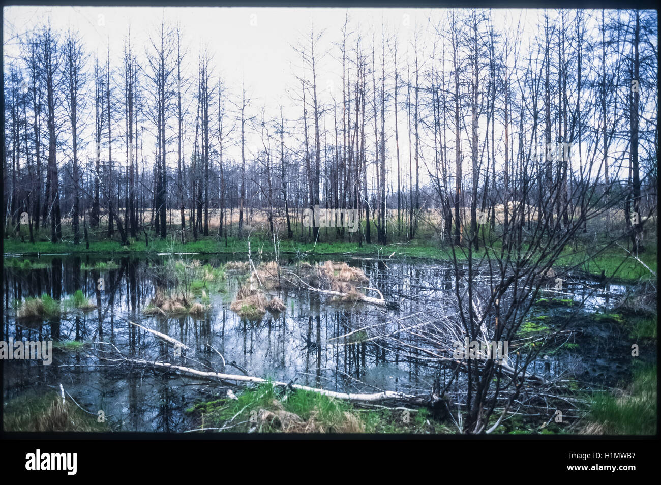 Contaminated and burned forest by radioactivity after the Chernobyl ...