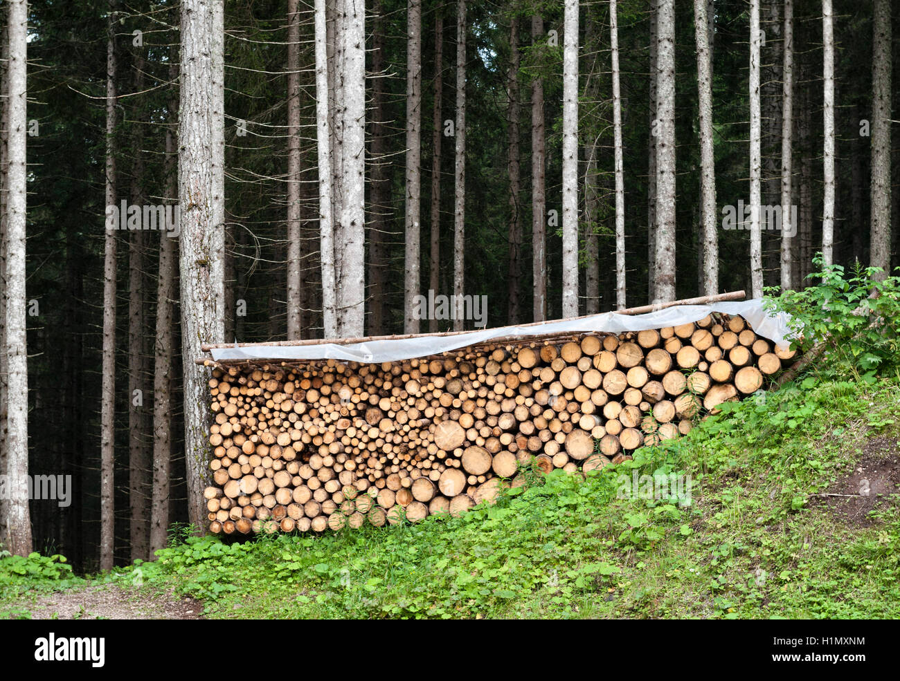 The Dolomites, Trentino, northern Italy. A neatly stacked woodpile of ...