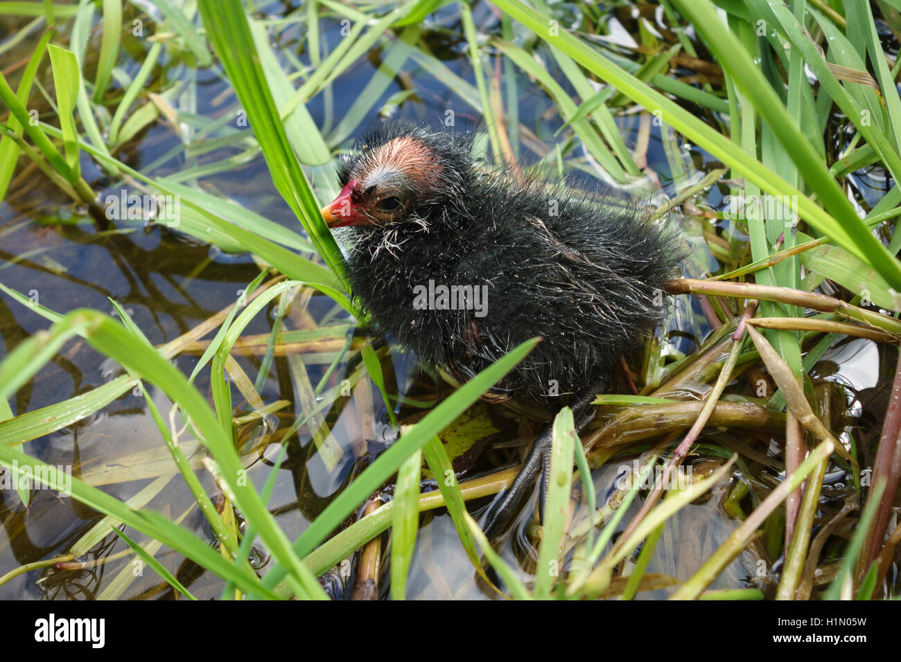 Newborn moorhen hi-res stock photography and images - Alamy