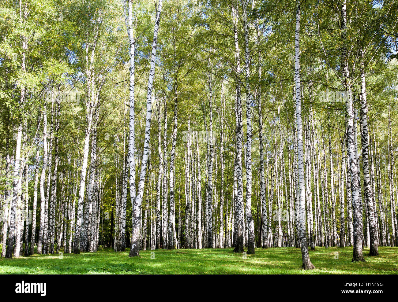 Birch colors hi-res stock photography and images - Alamy