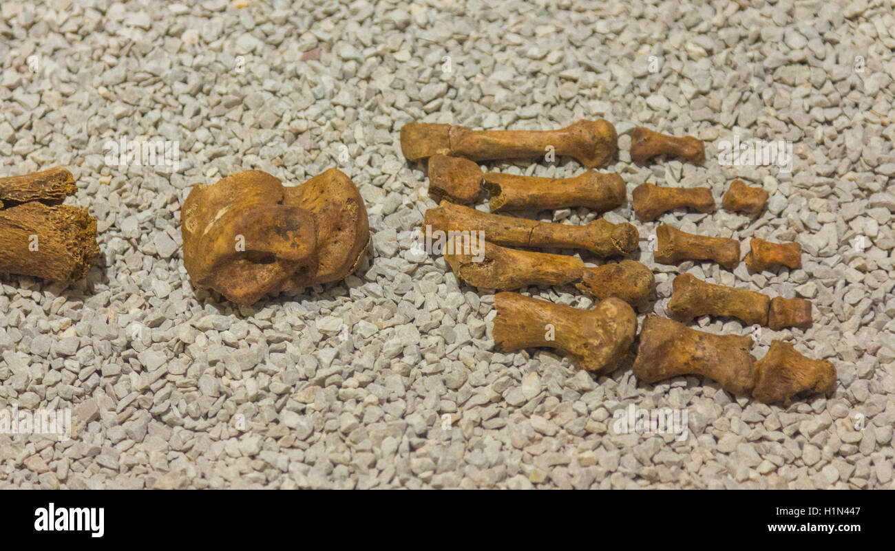 details of bones of an old human skeleton Stock Photo - Alamy