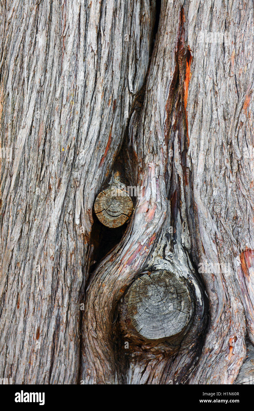 Wood Knot With Hole Stock Photos & Wood Knot With Hole Stock Images - Alamy