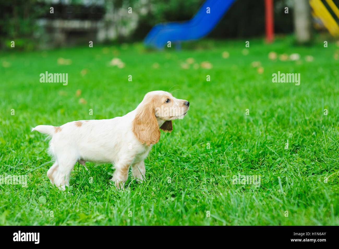 Puppy American Cocker Spaniel standing on a green lawn Stock Photo - Alamy