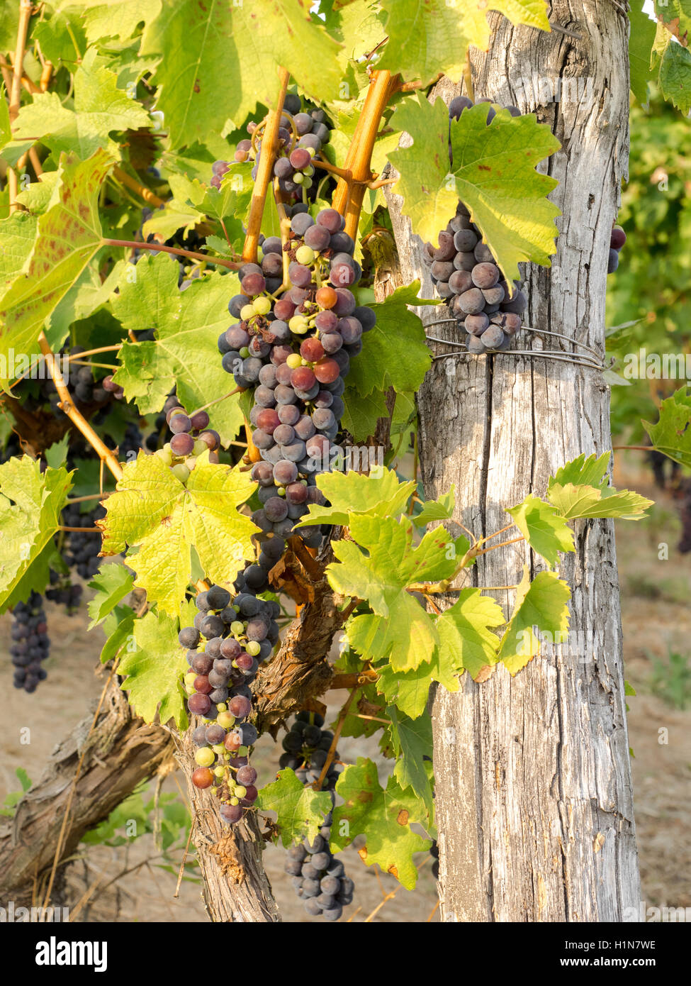 Mature red grapes in a Vineyard in Piedmont ready for harvest Stock ...