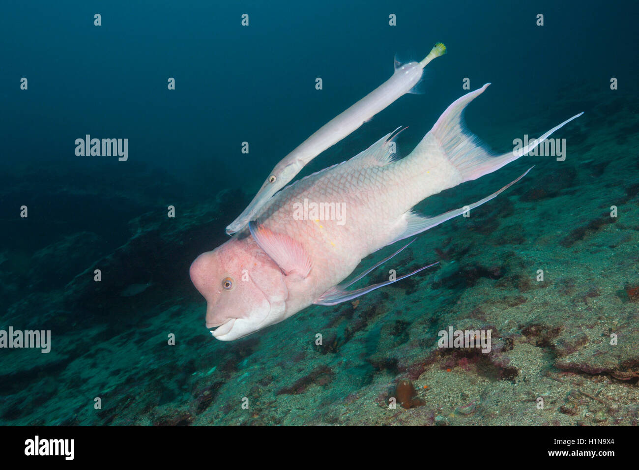 Hogfish hi-res stock photography and images - Alamy