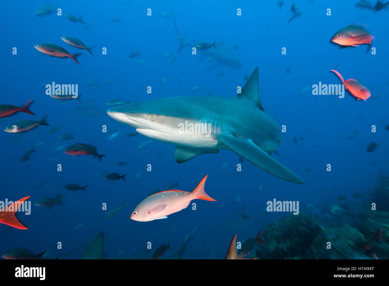 Galapagos Shark, Carcharhinus galapagensis, Wolf Island, Galapagos ...