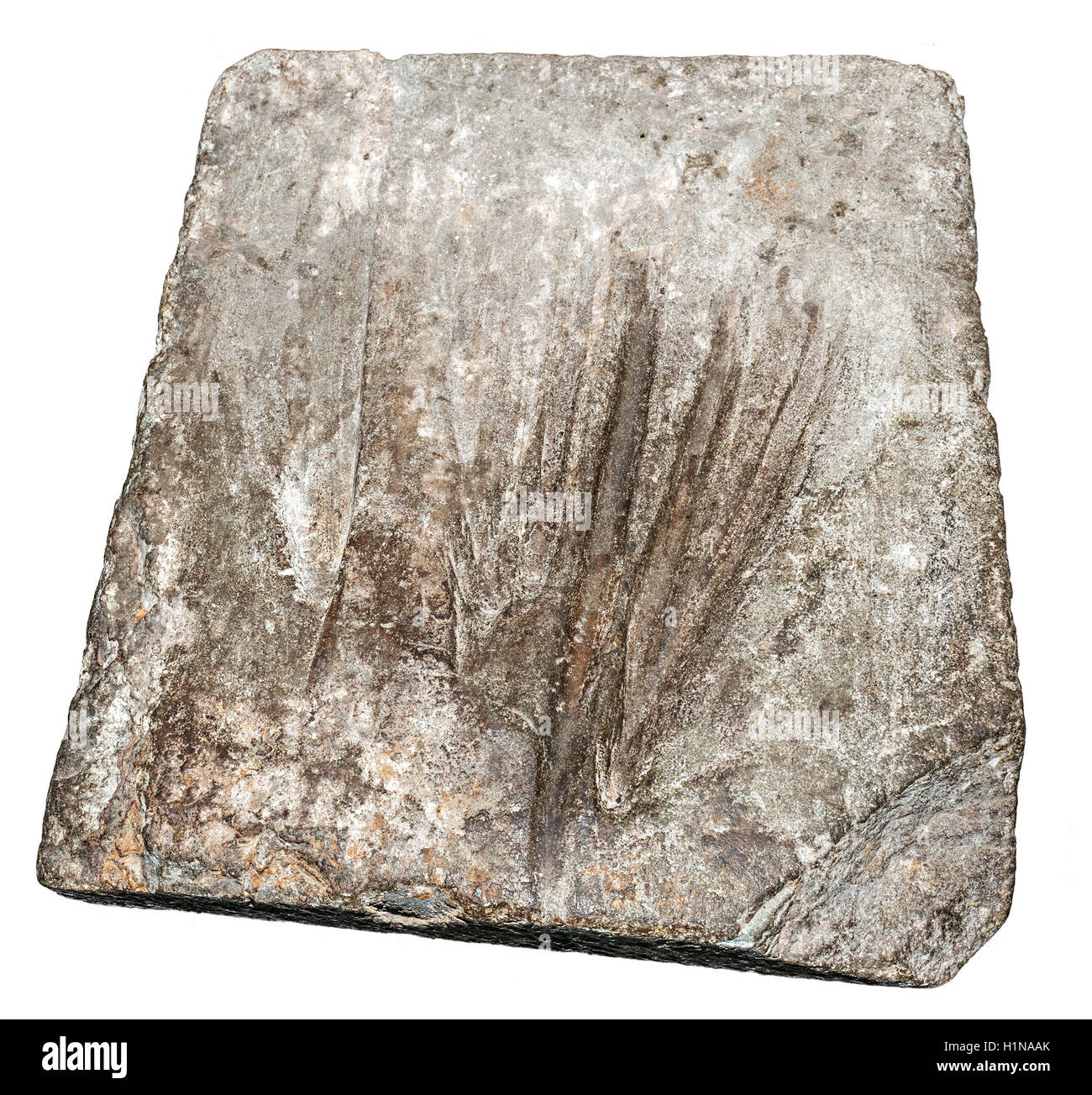 Stone used by archers for sharpening arrows before going to Agincourt ...