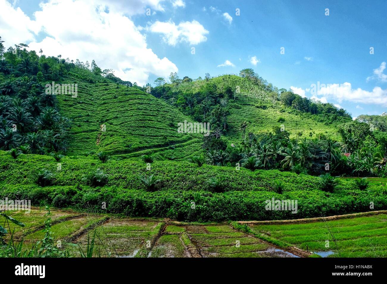 Rice field in Sri Lanka Stock Photo - Alamy