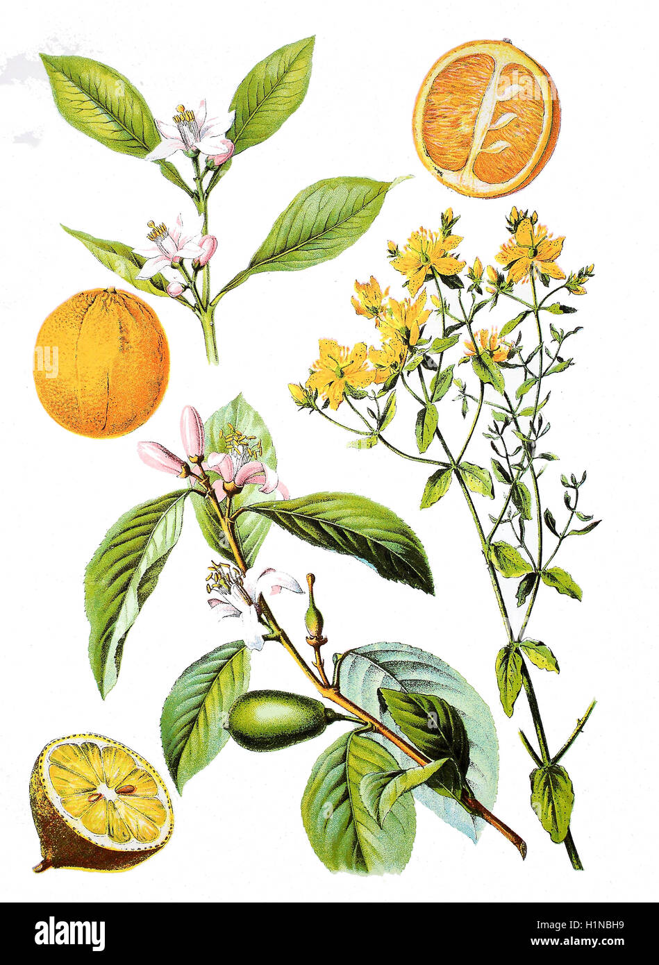 Hypericum perforatum illustration hi-res stock photography and images ...