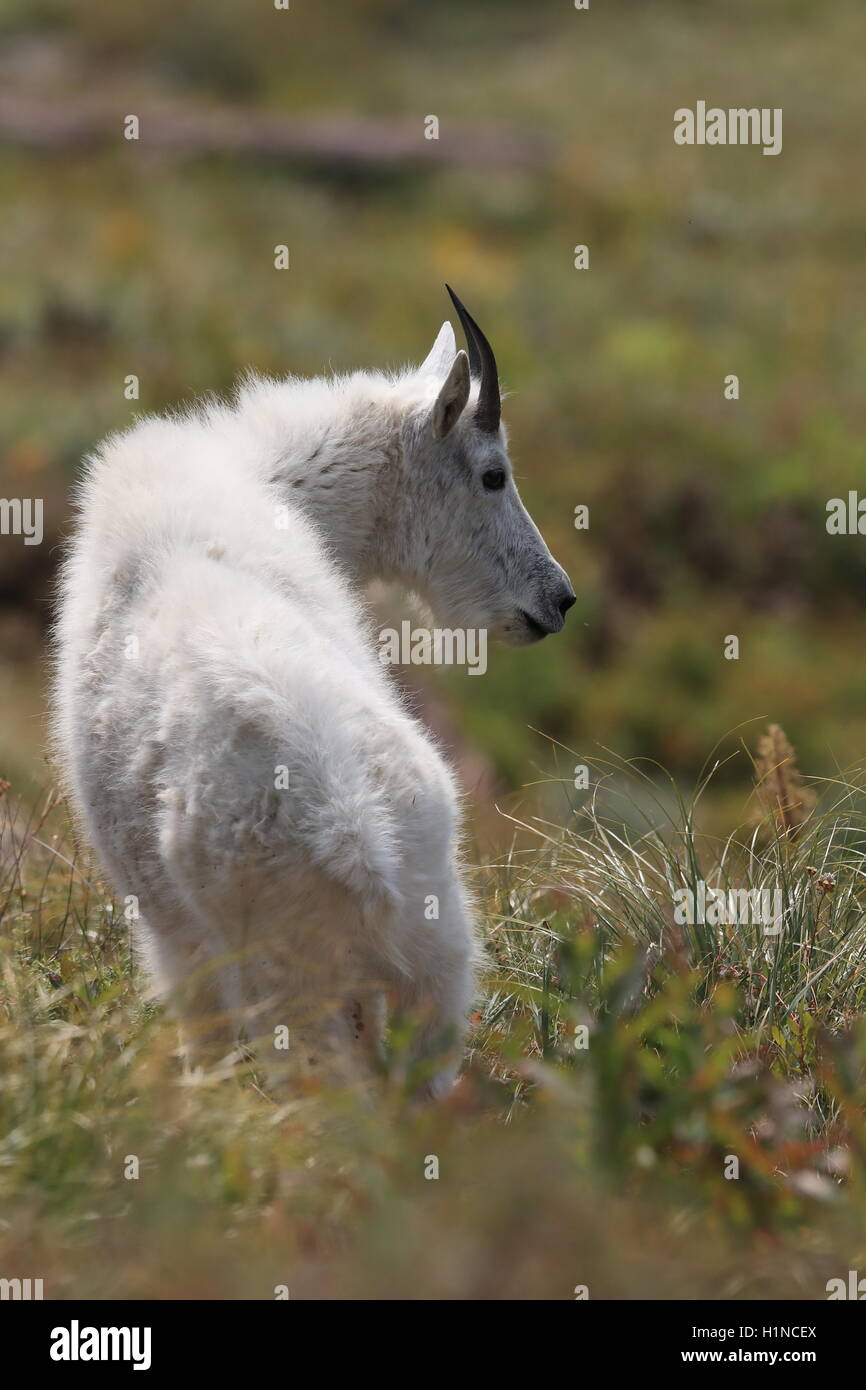Mountain Goat Oreamnos americanus Glacier National Park Montana USA ...
