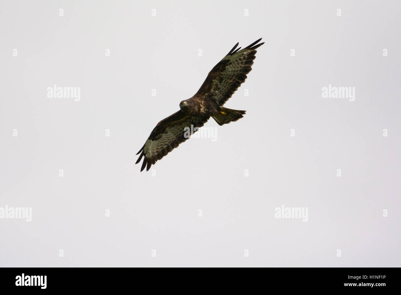 Buzzard flight hi-res stock photography and images - Alamy