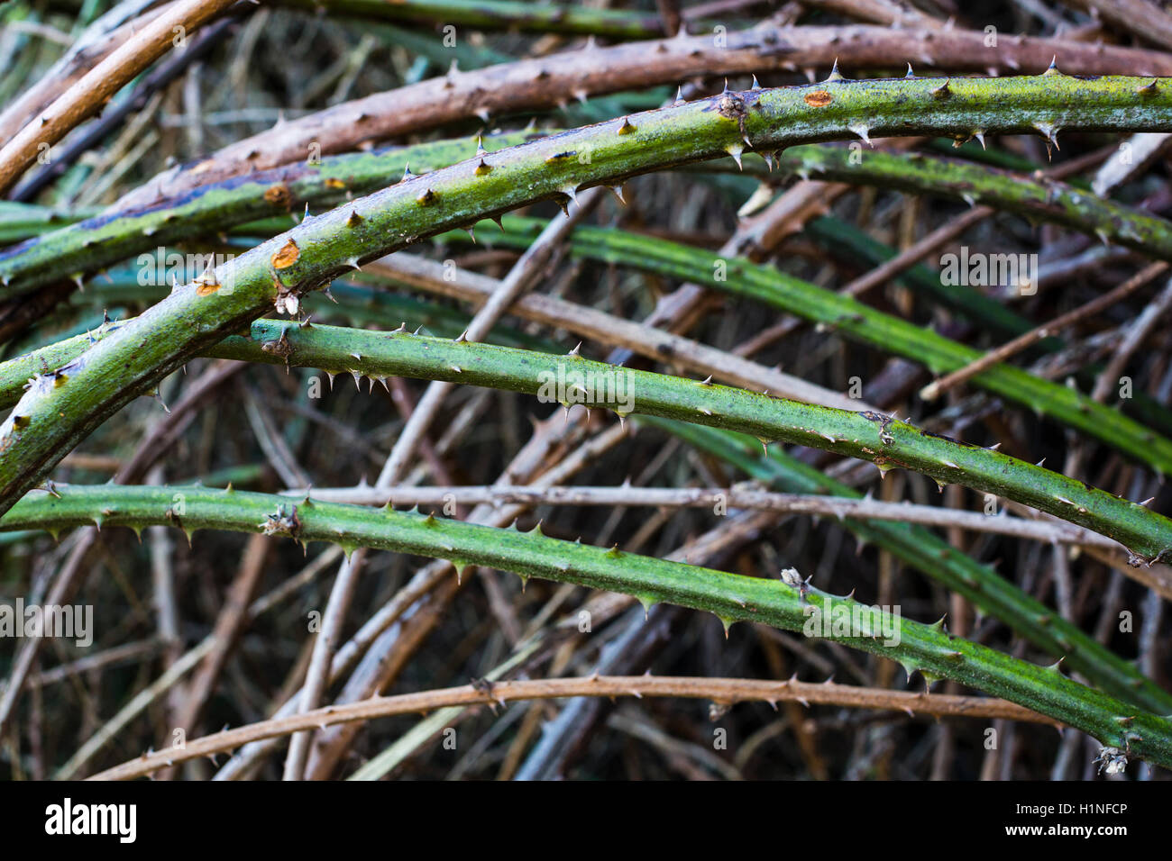 A huge tangled bramble or large thorn bush tangled and leafless in the ...