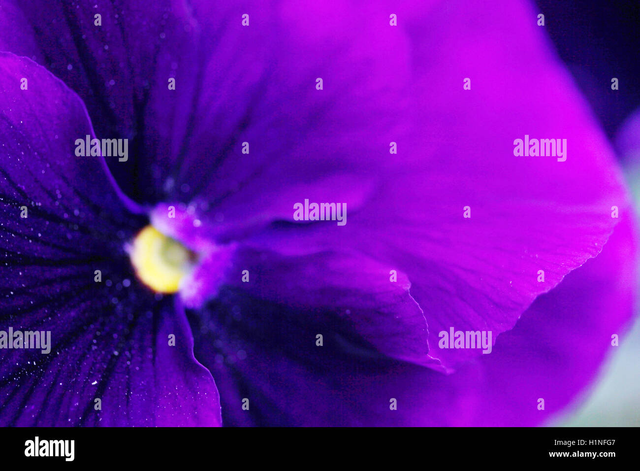 beautiful purple violet background Stock Photo - Alamy