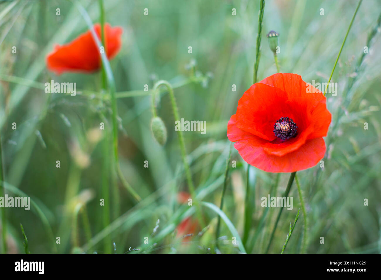 Red poppies in a farmer's field half hidden in the tall grass Stock Photo - Alamy