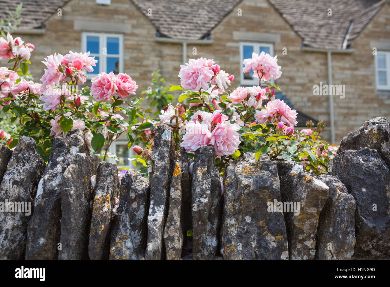 Pink climbing roses on stone hi-res stock photography and images - Alamy