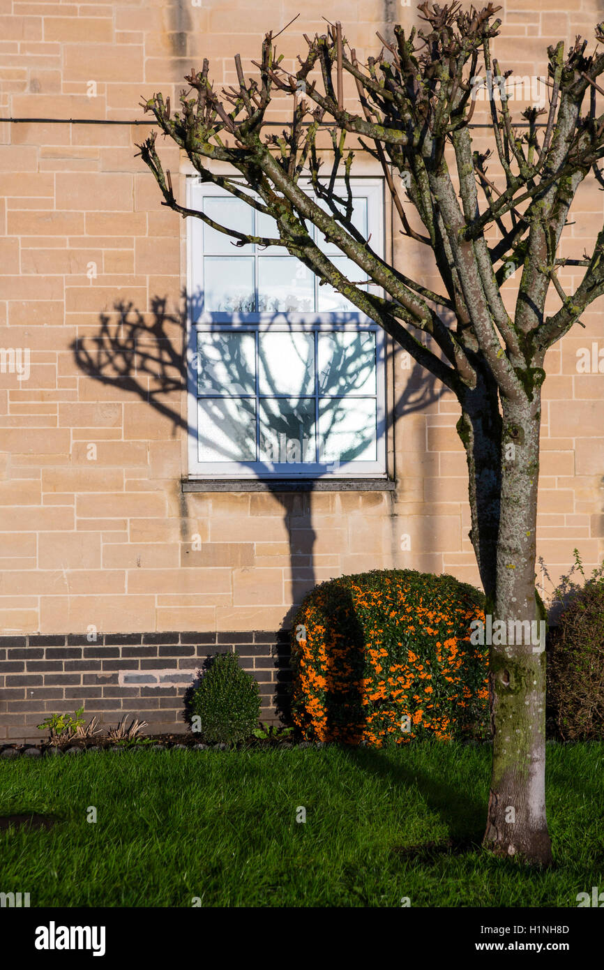 Heavily pruned tree hi-res stock photography and images - Alamy