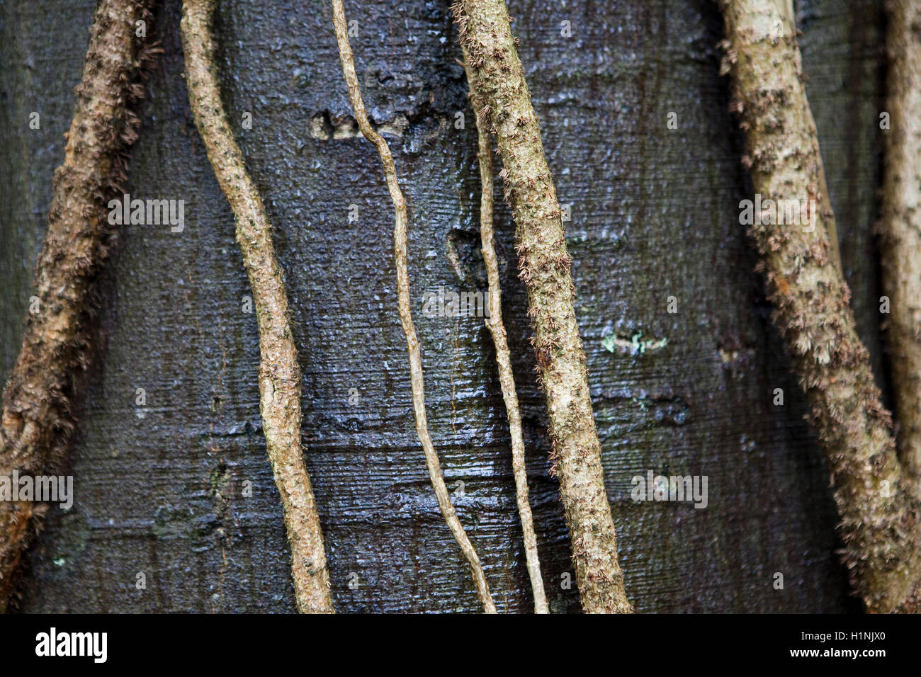 Vines like veins hi-res stock photography and images - Alamy