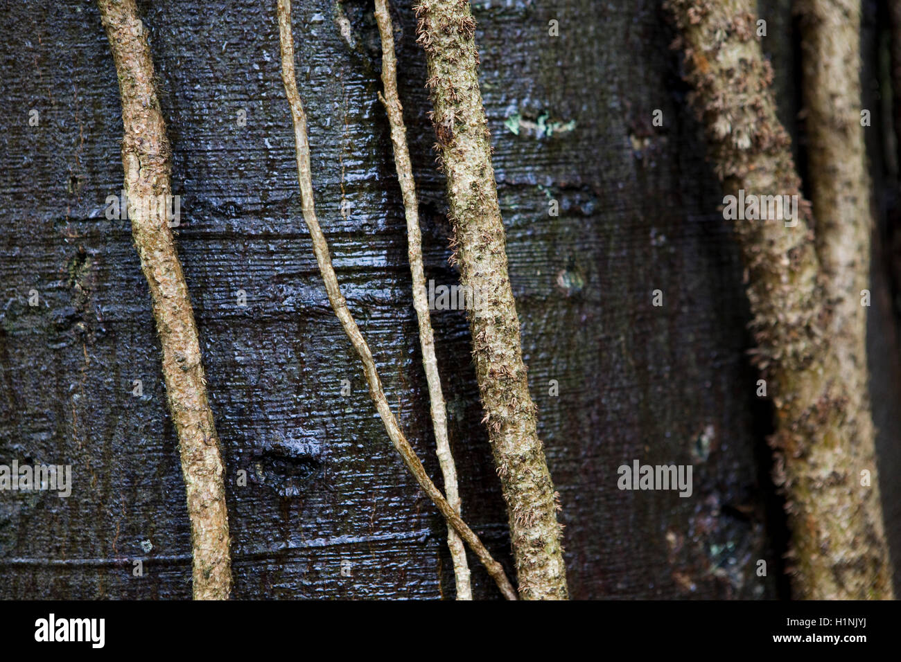 Old vines or creepers from Ivy plants crawling over the wet trunk of a ...