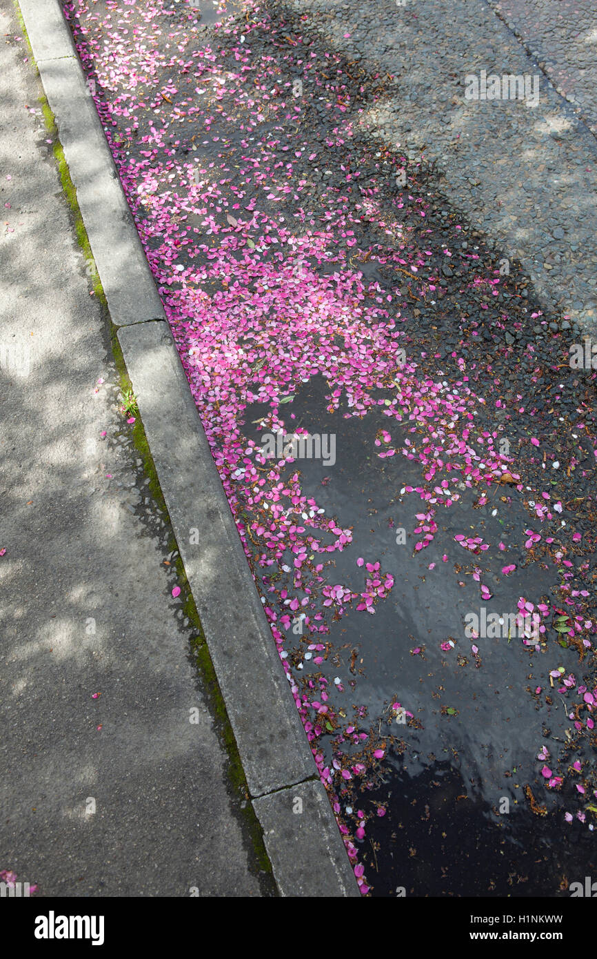 Underfoot pink hi-res stock photography and images - Alamy