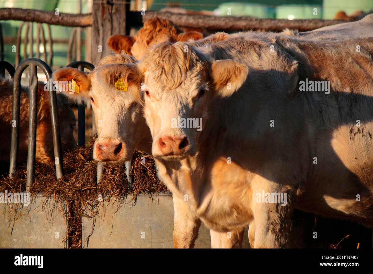 Rindvieh/ Kuh, Berlin Stock Photo - Alamy