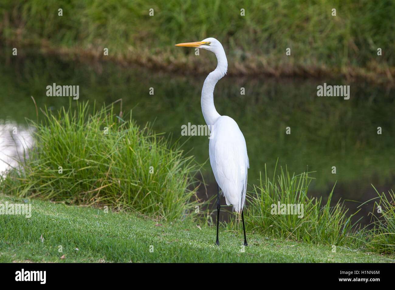 Great Egret standing in front of canal at Herdsman Lake, Perth Stock ...
