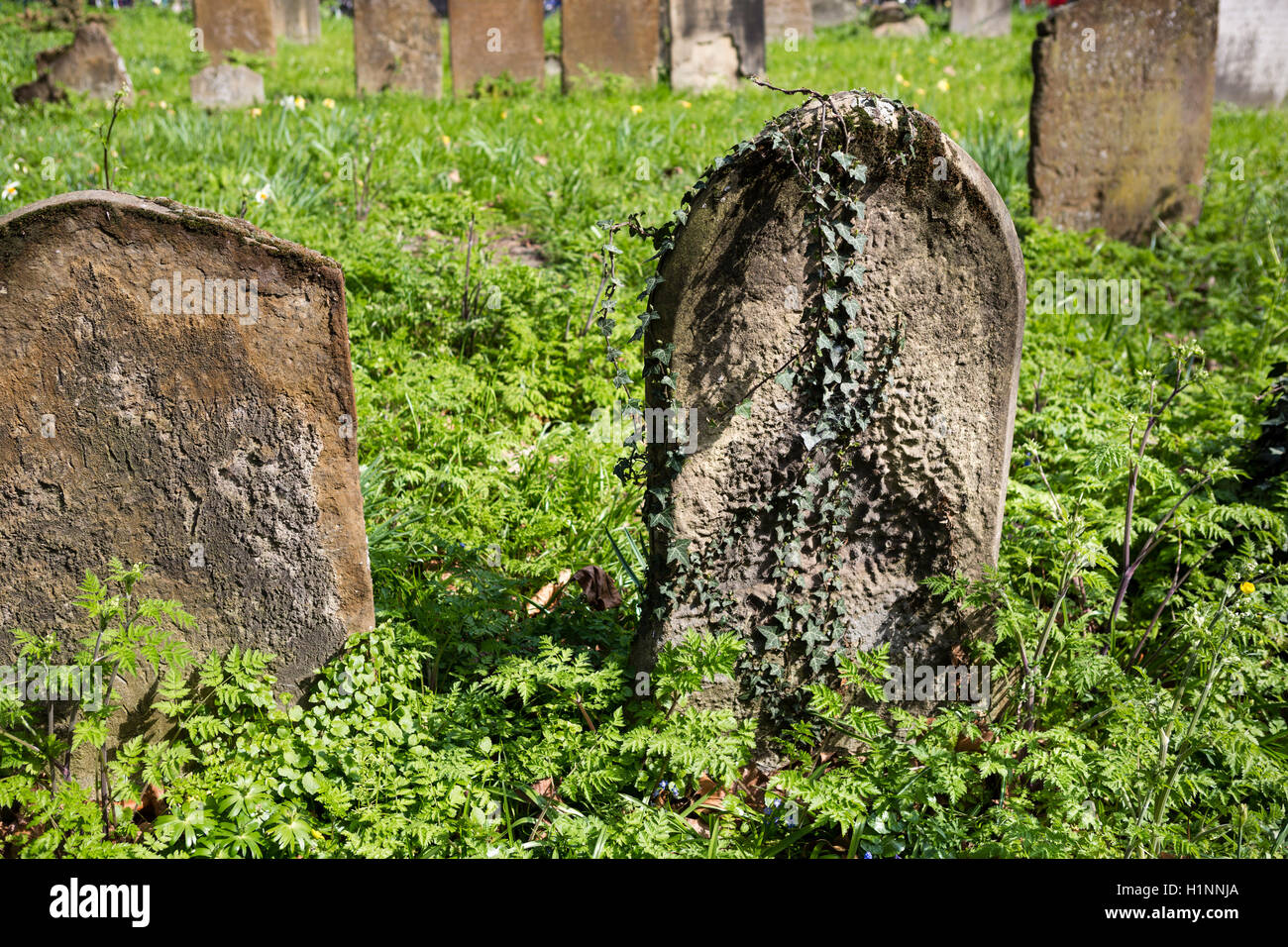 Old gravestones, weather worn in an overgrown graveyard Stock Photo - Alamy