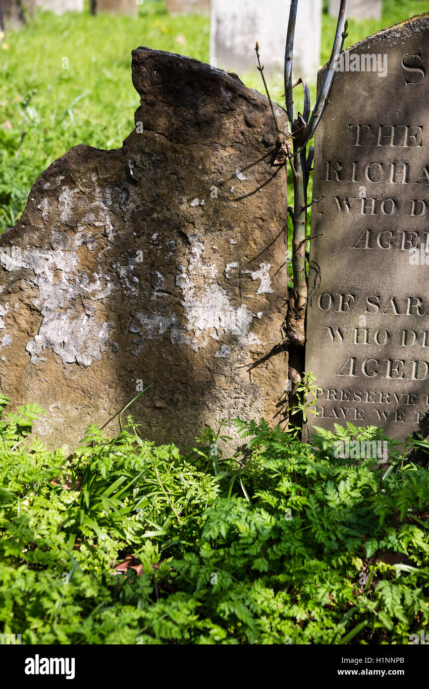 Old gravestones, weather worn in an overgrown graveyard Stock Photo - Alamy