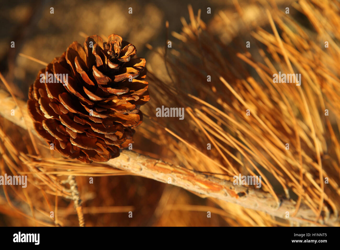 Ponderosa pine seed hi-res stock photography and images - Alamy