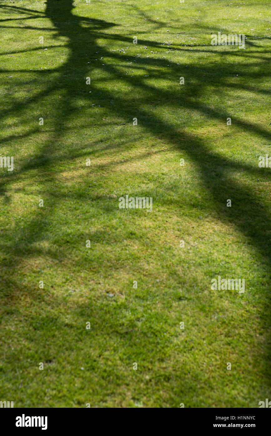 Shadow of a leafless tress cast over fresh green grass Stock Photo - Alamy