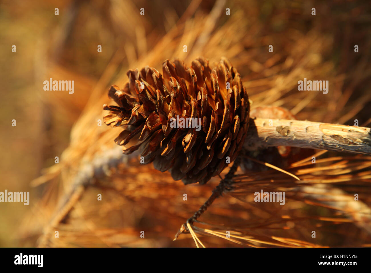 Ponderosa pine seed hi-res stock photography and images - Alamy